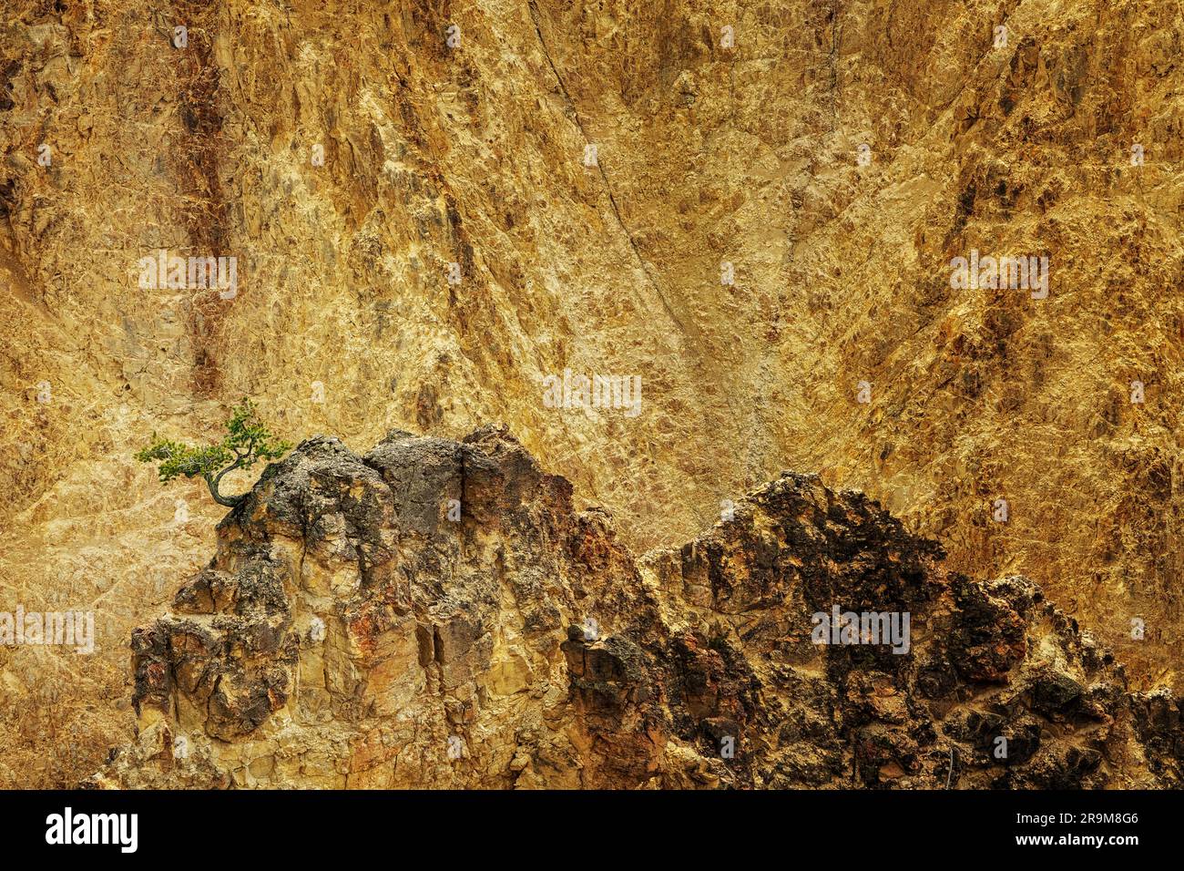 Lone tree and cliffs. Grand Canyon of the Yellowstone River ...