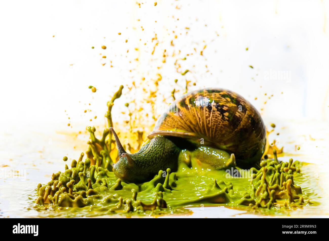 Paint splashes and snail Stock Photo - Alamy