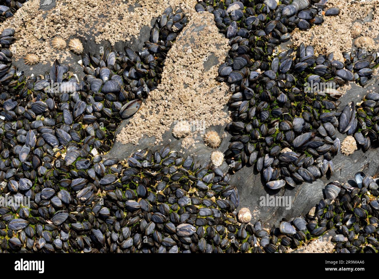 Rock covered in barnacles,blue mussels and limpets in Devon Stock Photo ...
