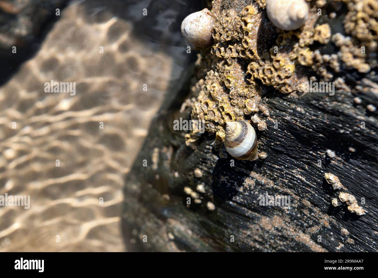 Dog whelk, dogwhelk, or Atlantic dogwinkle attached to rock on the ...