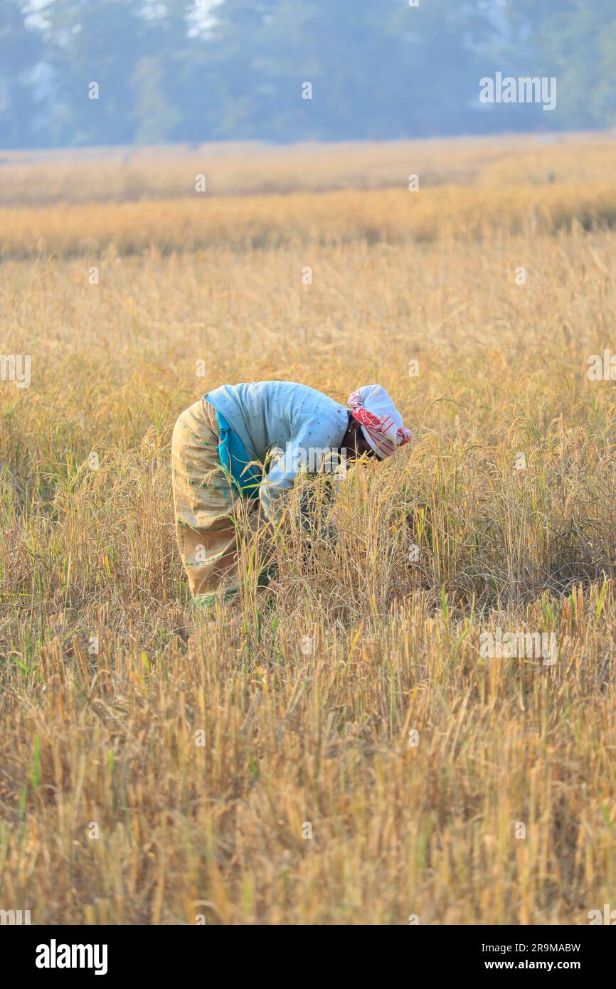 Indian women working in paddy hi-res stock photography and images - Alamy
