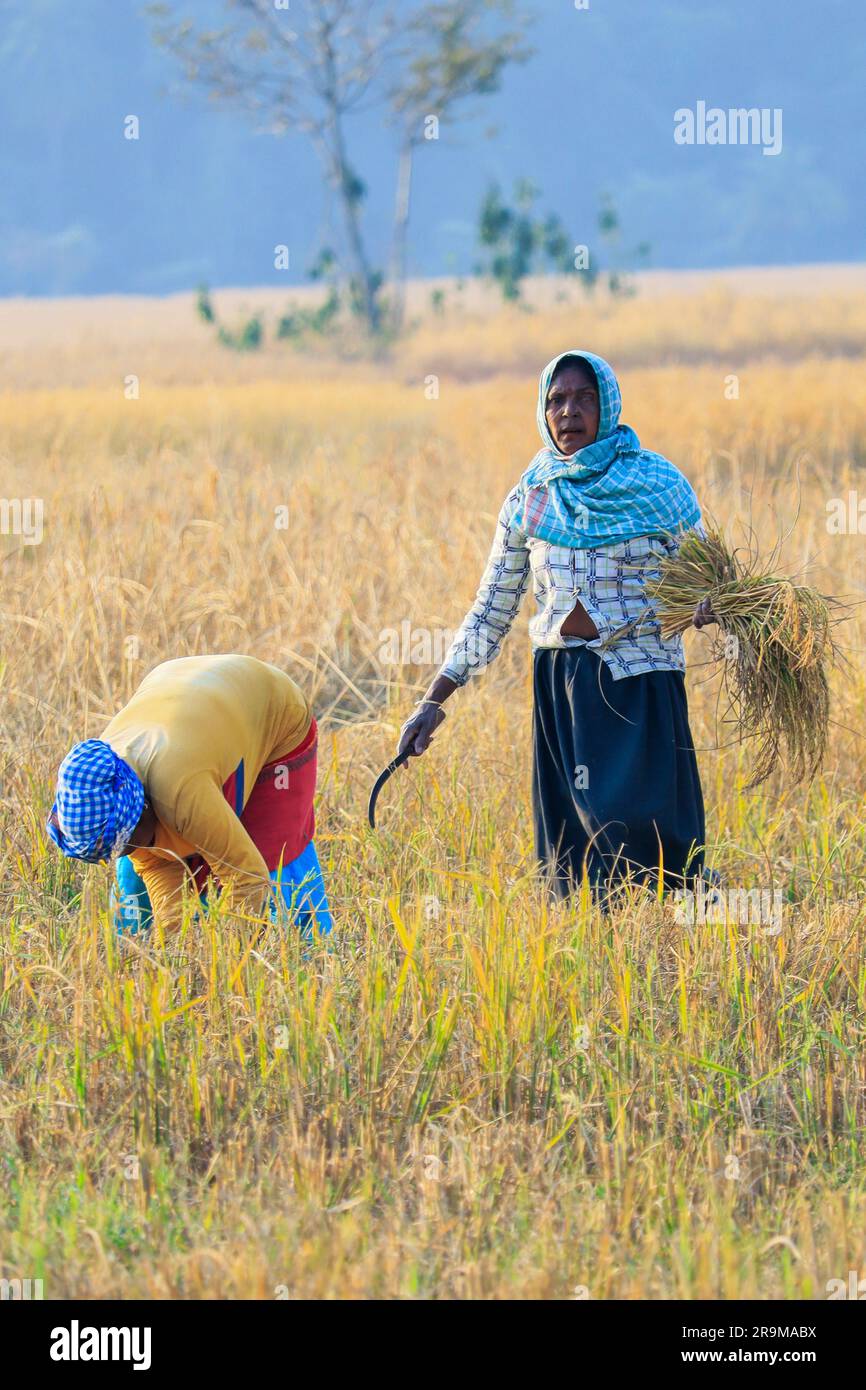 Happy woman during crop collection from Assam (IND Stock Photo - Alamy