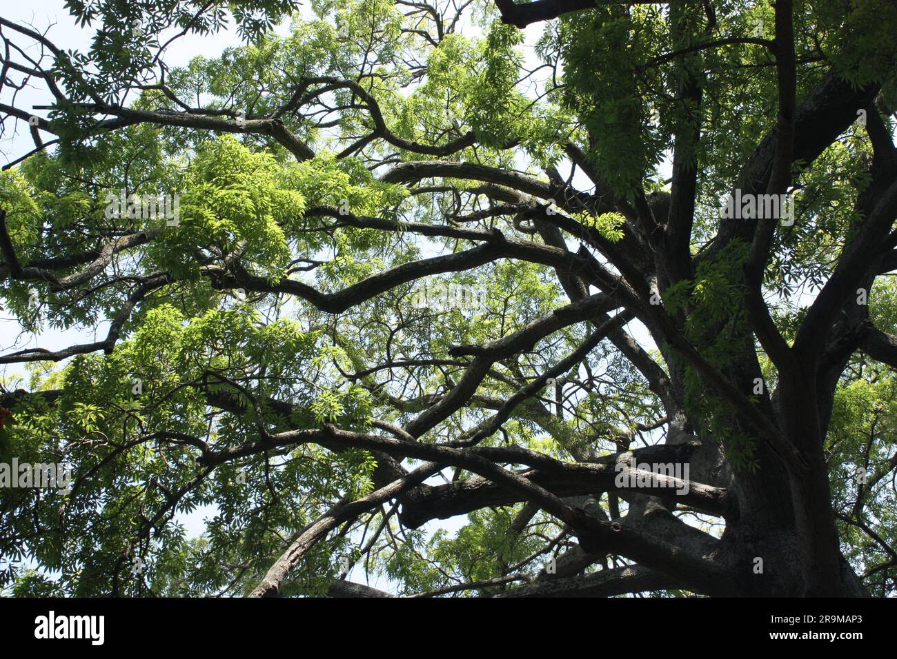 A kapok tree in the Botanical Gardens of Lisbon Stock Photo - Alamy
