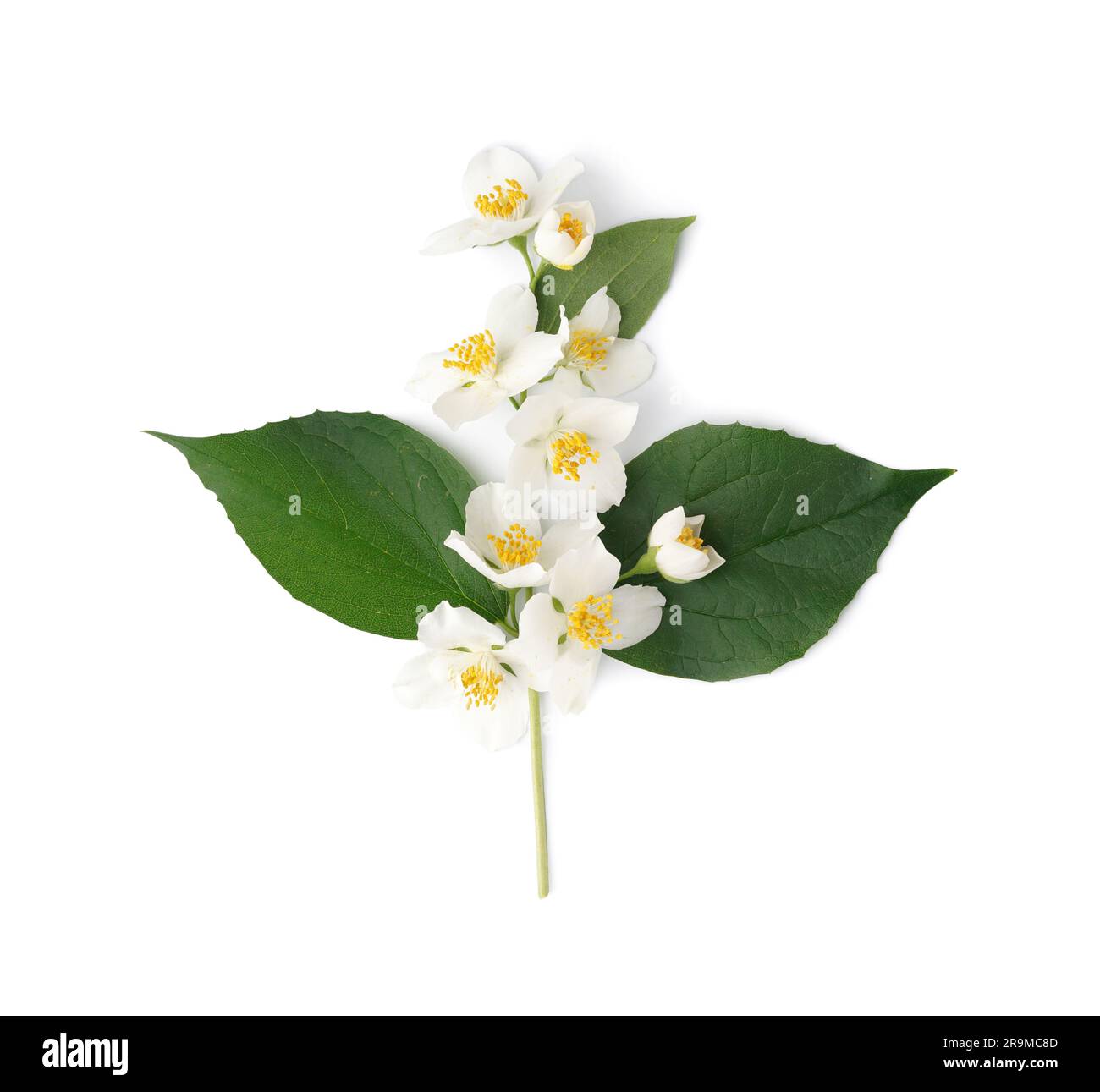 Jasmine tree tree top Cut Out Stock Images & Pictures - Alamy
