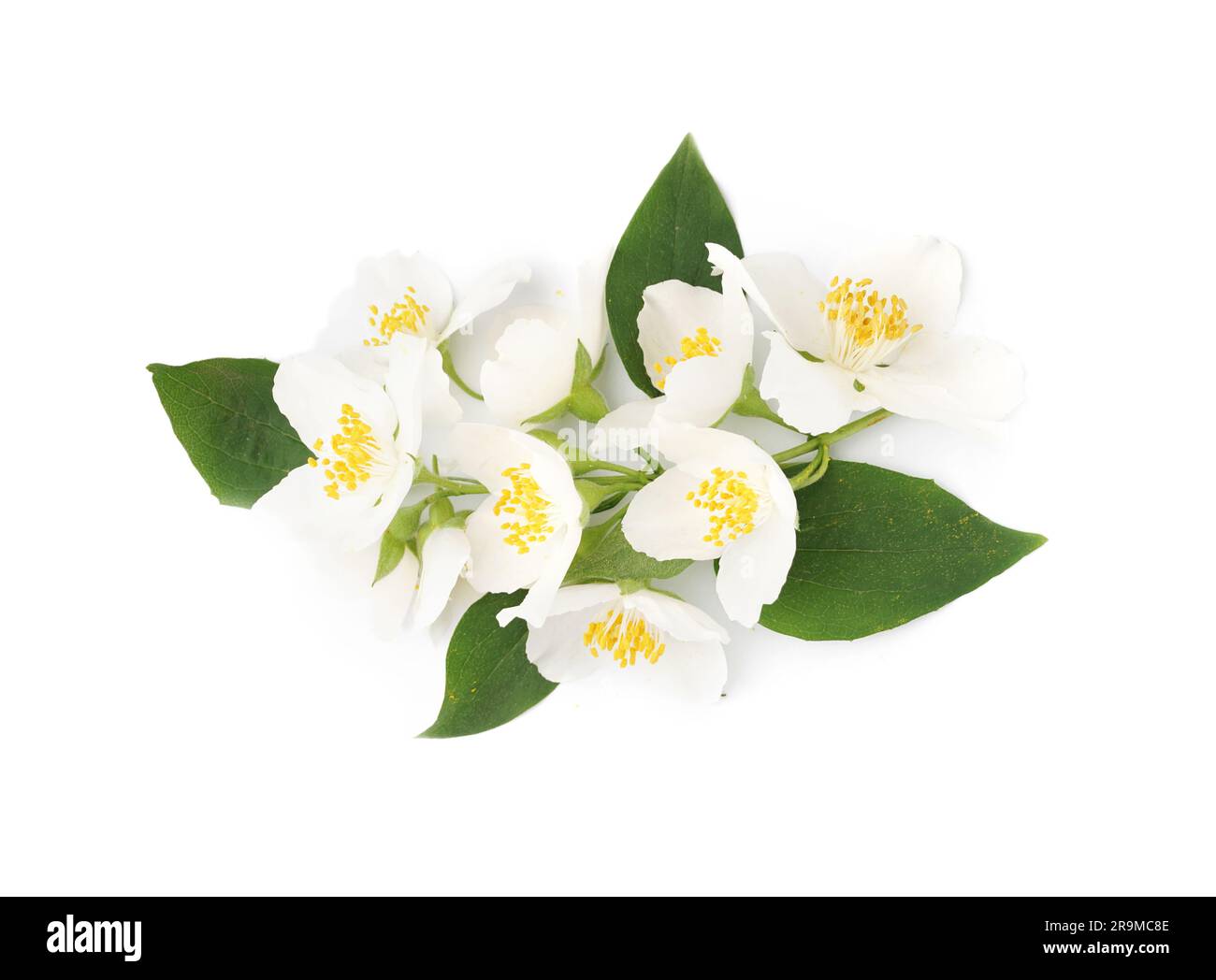 Jasmine tree tree top Cut Out Stock Images & Pictures - Alamy