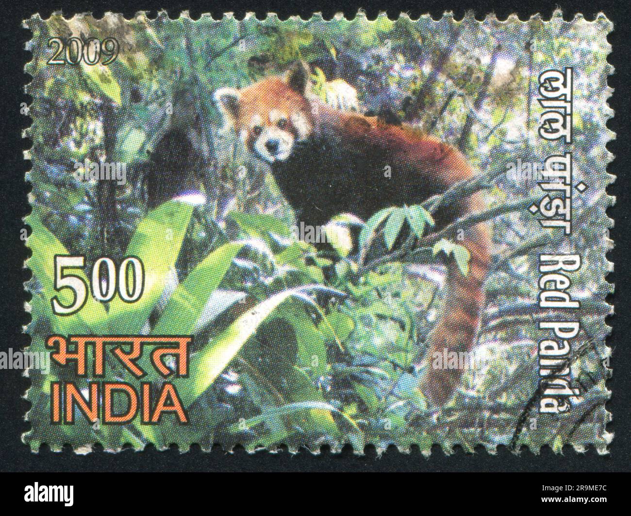 INDIA - CIRCA 2009: stamp printed by India, shows red panda, circa 2009 ...