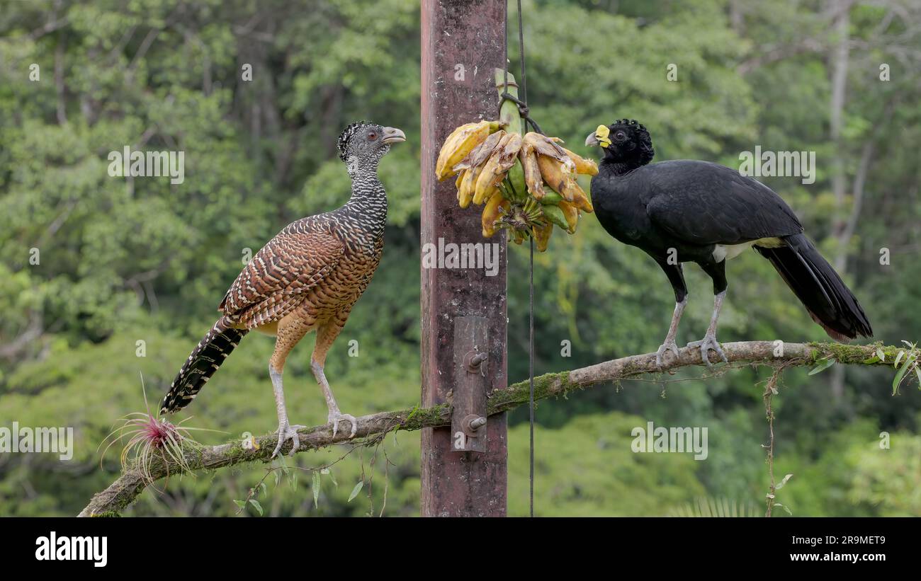 male and female great curassow bird eat bananas Stock Photo - Alamy