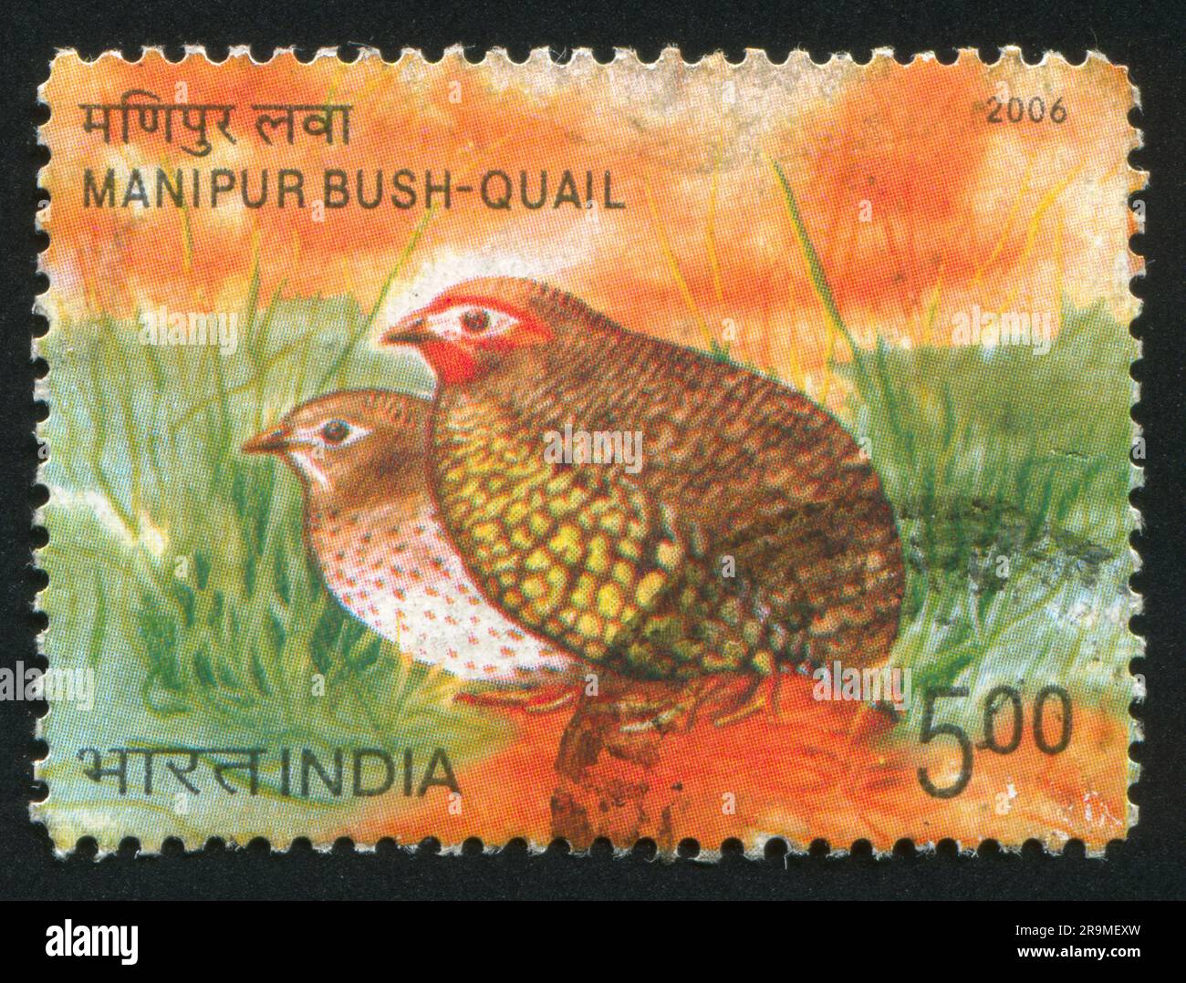 INDIA - CIRCA 2006: stamp printed by India, shows Manipur Bush Quail ...
