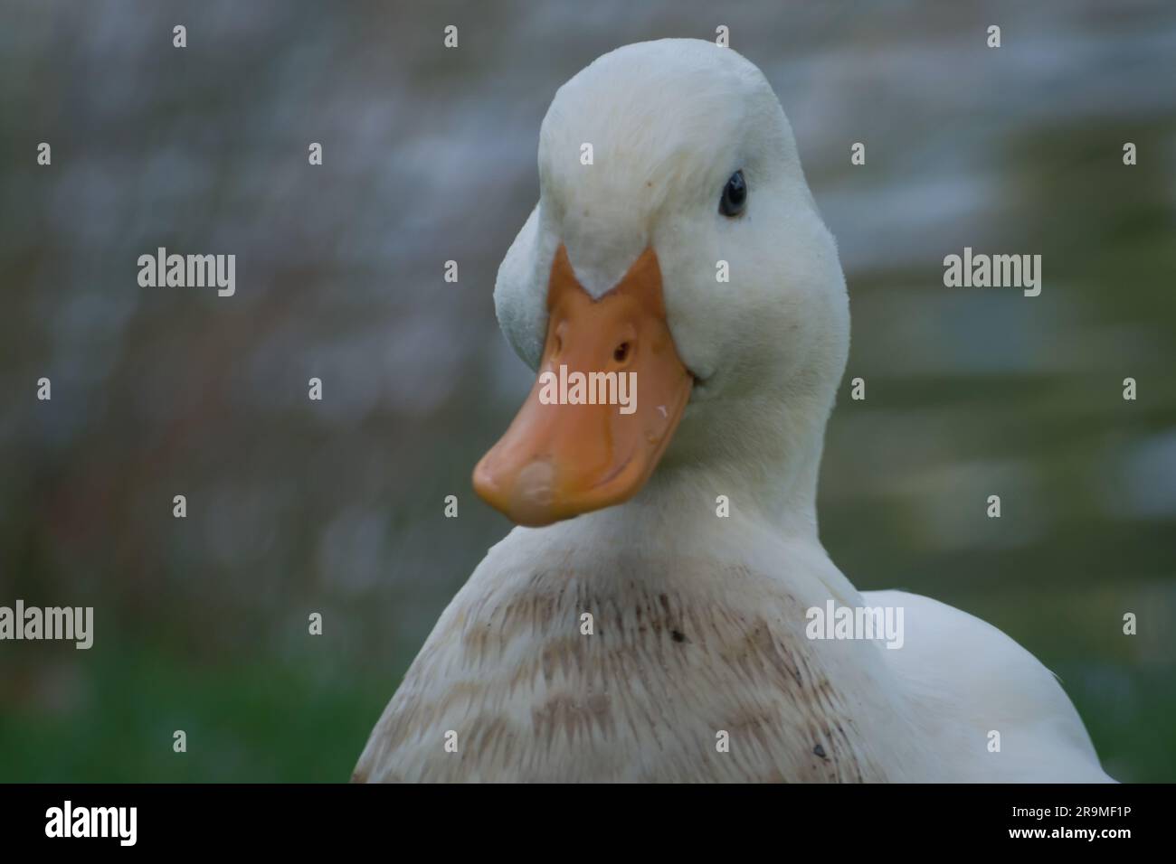 Ducks farm australia hi-res stock photography and images - Alamy