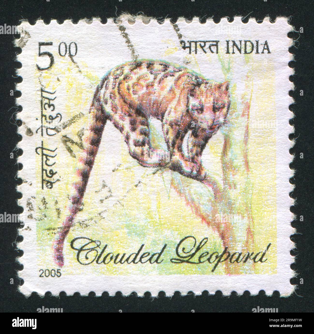 INDIA - CIRCA 2005: stamp printed by India, shows clouded leopard ...