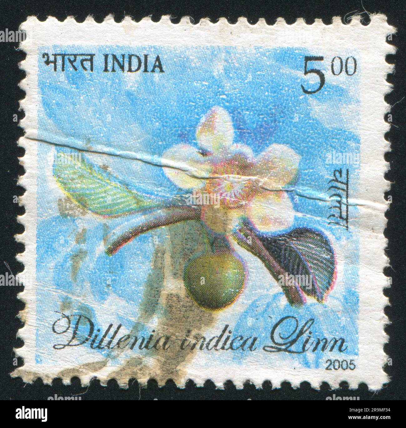 INDIA - CIRCA 2005: stamp printed by India, shows flower Dillenia ...
