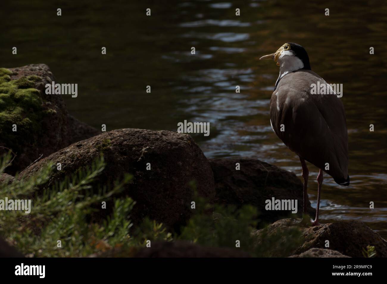Lapwing species hi-res stock photography and images - Alamy