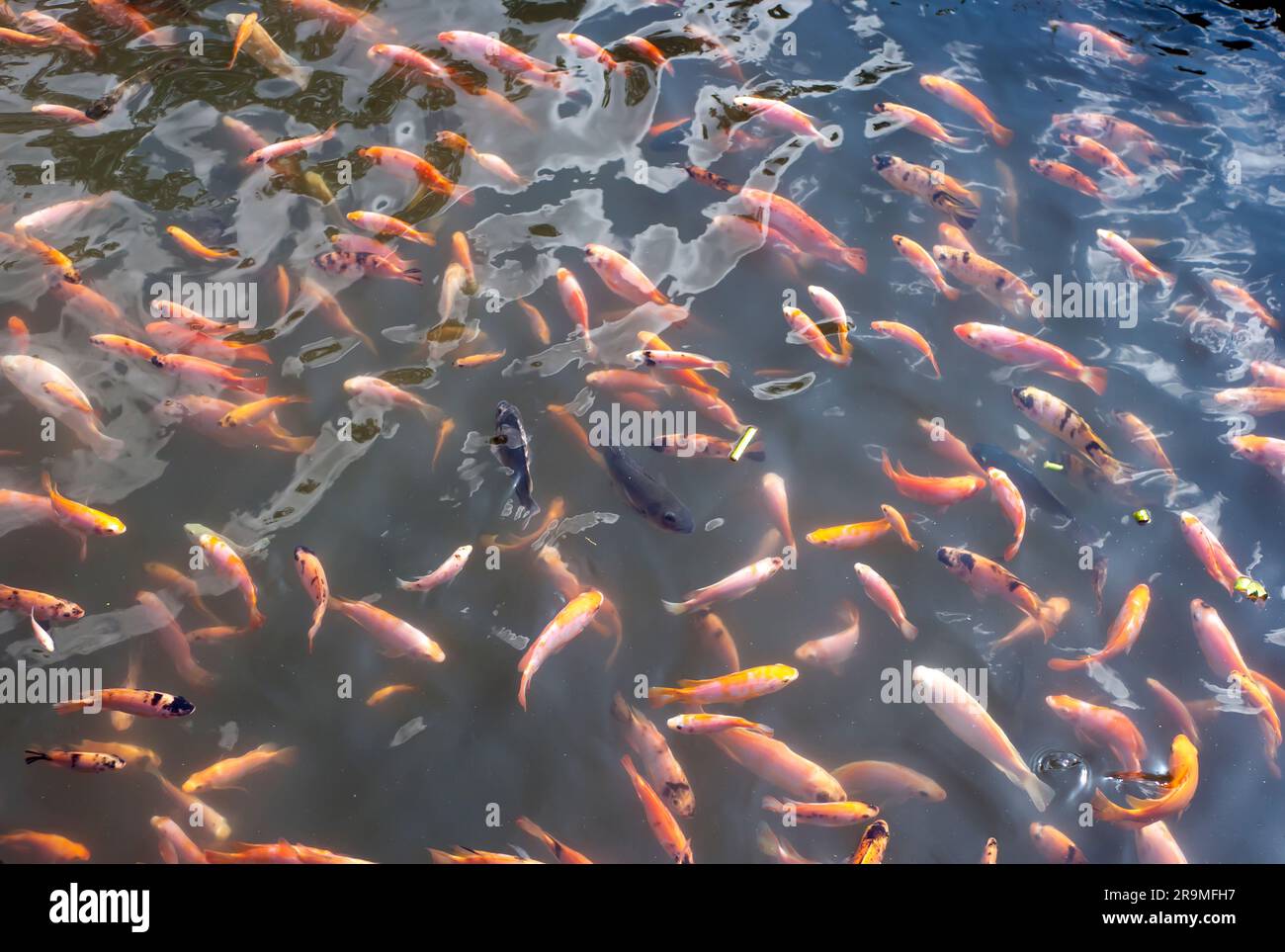 Colorful Nila, Nile Tilapia fish, Oreochromis niloticus, in the pool ...