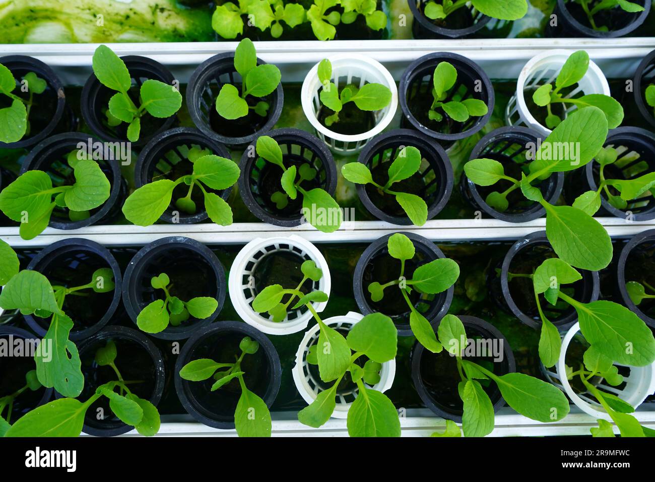 Young lettuce seedlings for hydroponic growing method. Nature ...