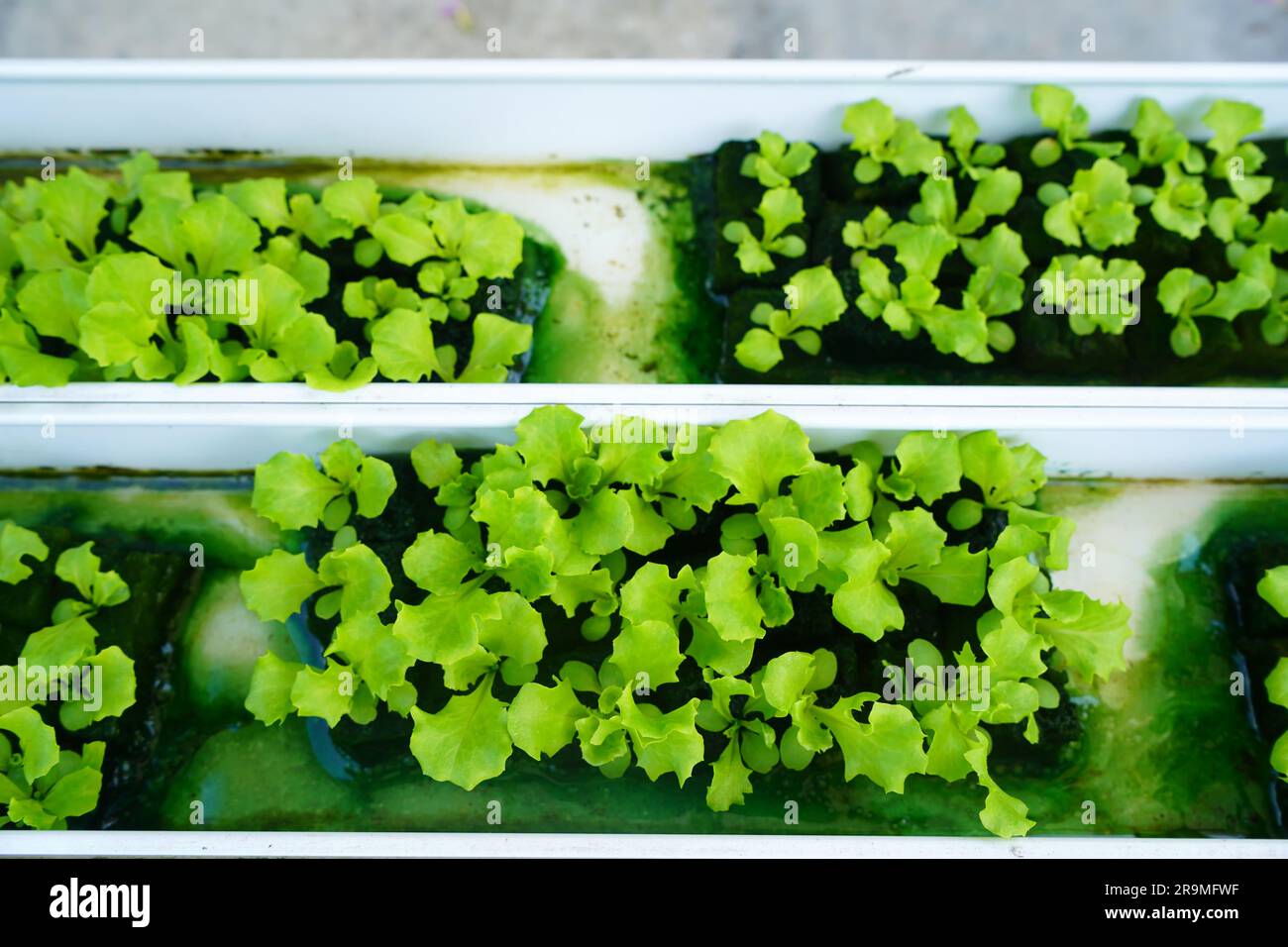 Young lettuce seedlings for hydroponic growing method. Nature ...