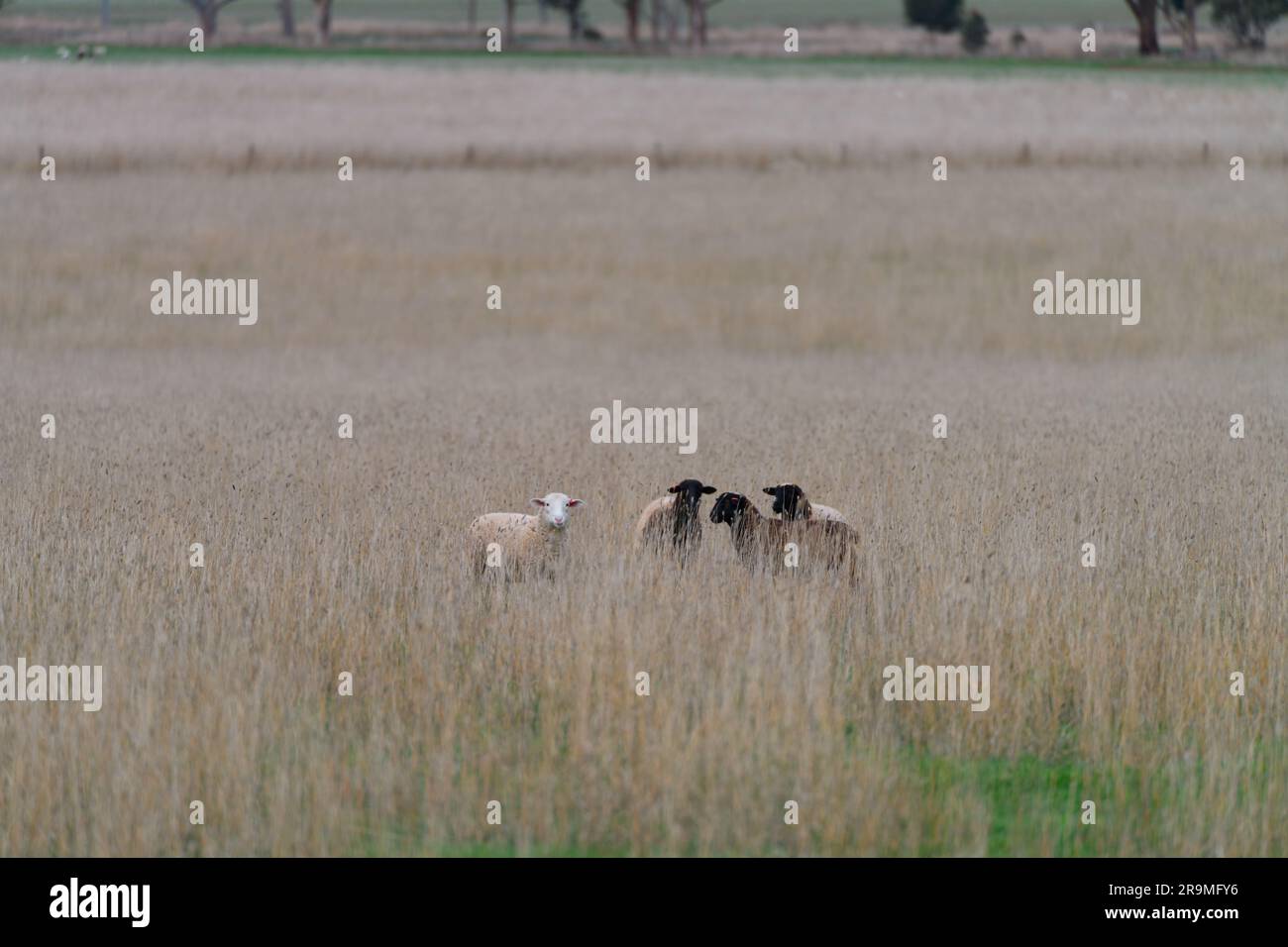Sheep in field showing white face and black faced sheep grazing with a ...