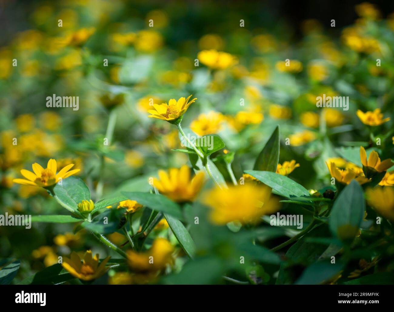Mini sun flower, yellow flower Rudbeckia, Heliopsis helianthoides ...