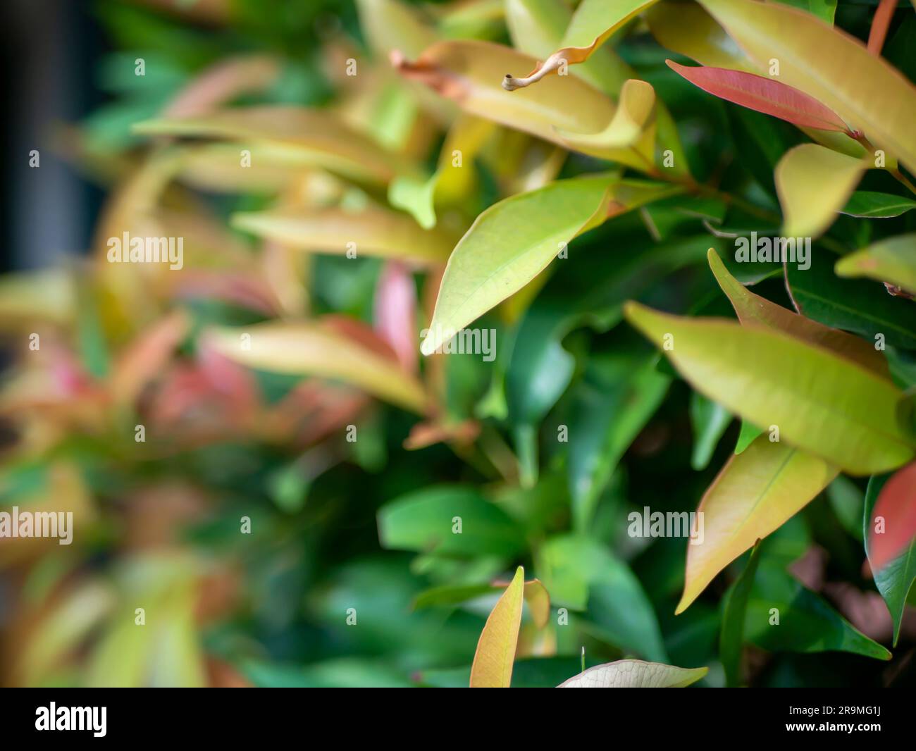 Pucuk Merah, Syzygium oleina (Syzygium paniculatum), Red Shoots leaves ...