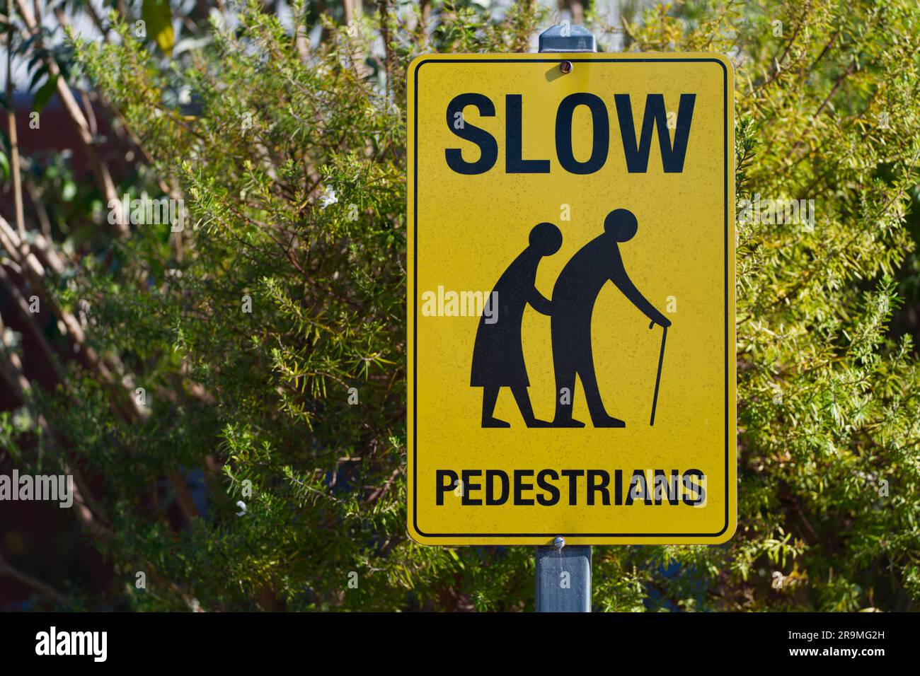 Caution slow down pedestrians sign on pole with yellow background ...