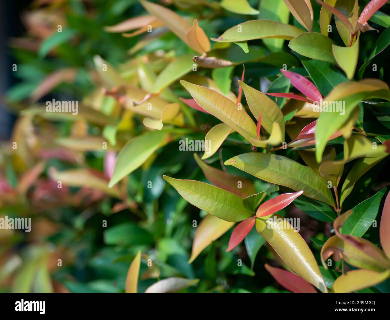 Pucuk Merah, Syzygium oleina (Syzygium paniculatum), Red Shoots leaves ...