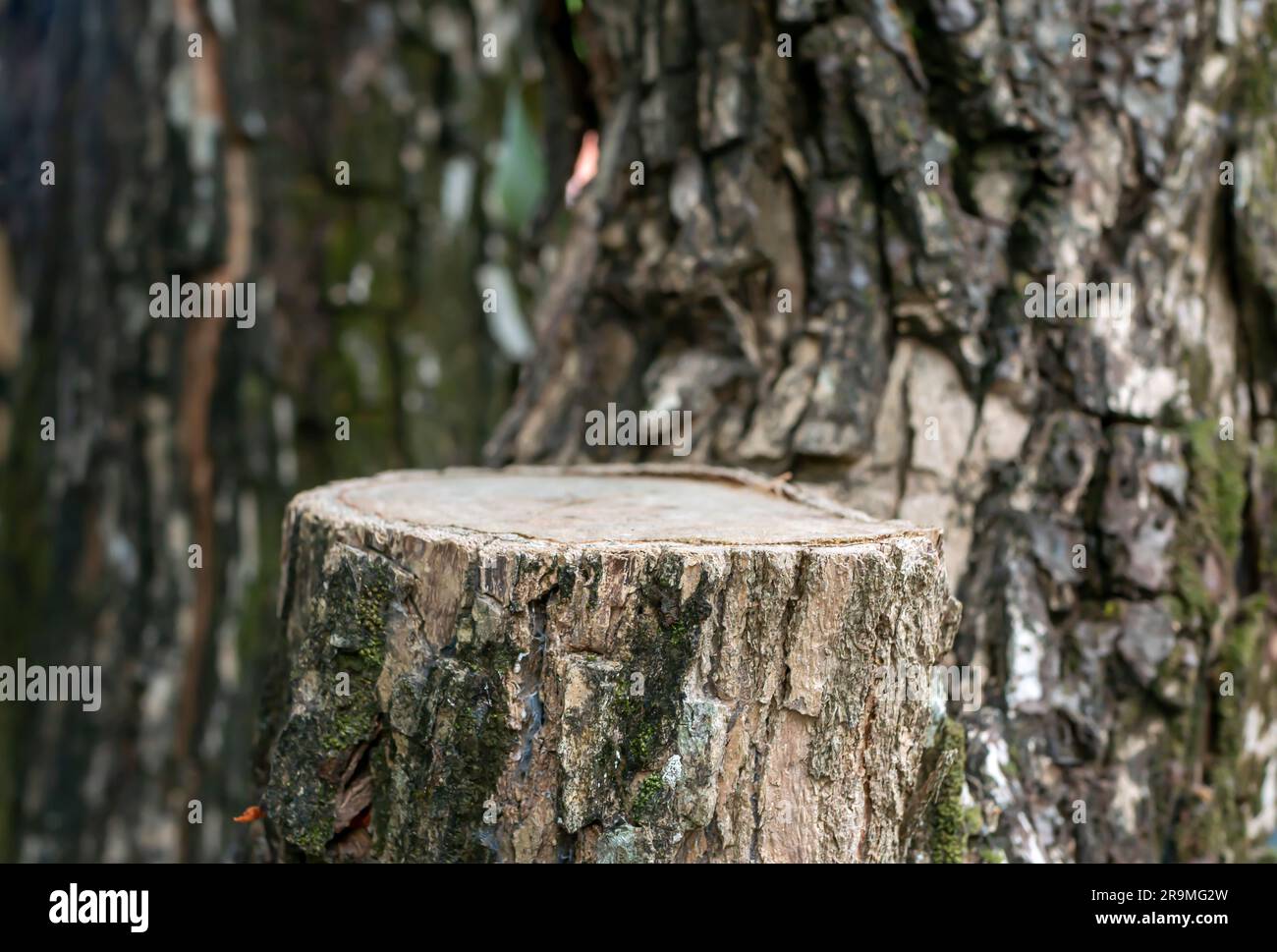 Round wooden saw cut cylinder shape for product display with tree bark ...
