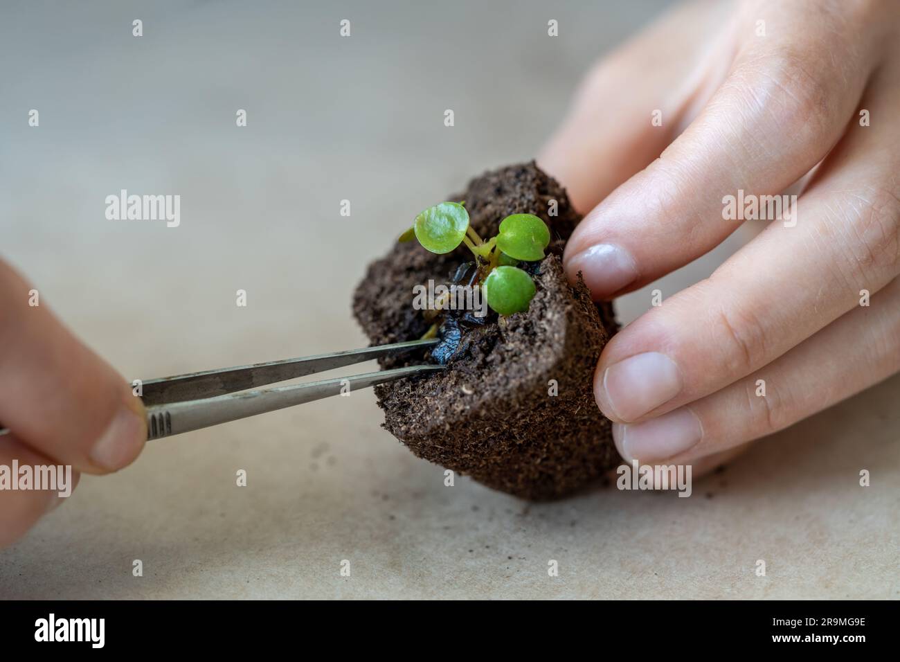 Transplanting rooted small Pilea plant seedling into a pressed coconut ...