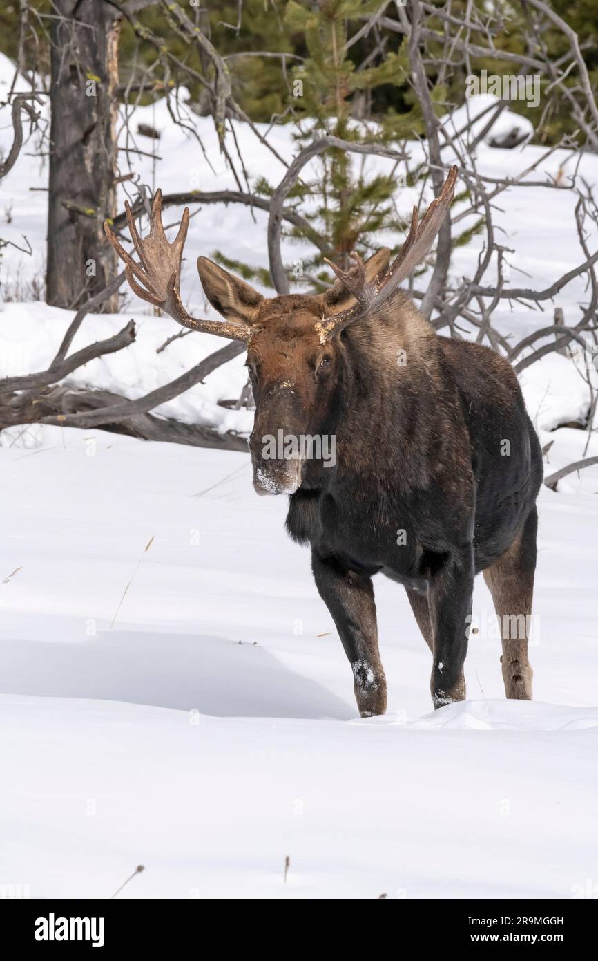 Bull shiras moose alces hi-res stock photography and images - Alamy
