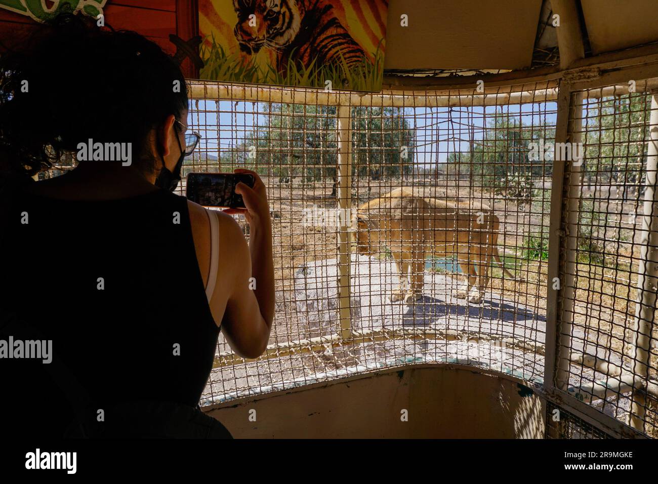 A woman photographs a lion from an enclosed bus at Reino Animal in ...