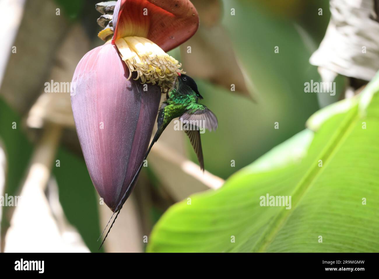 Red-billed streamertail (Trochilus polytmus) in Jamaica Stock Photo - Alamy