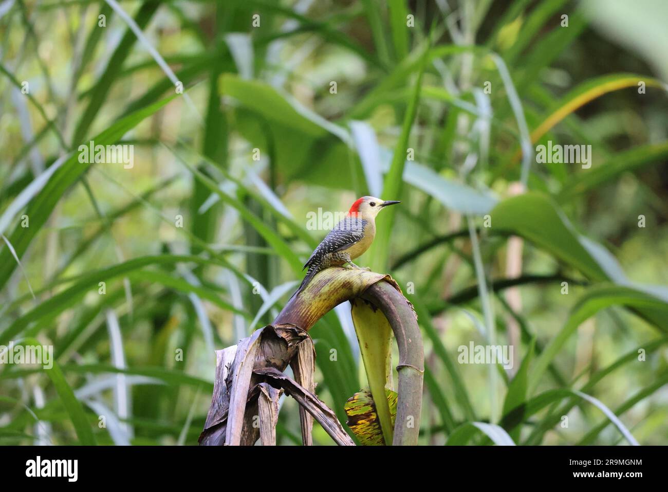Jamaican woodpecker (Melanerpes radiolatus) in Jamaica Stock Photo - Alamy