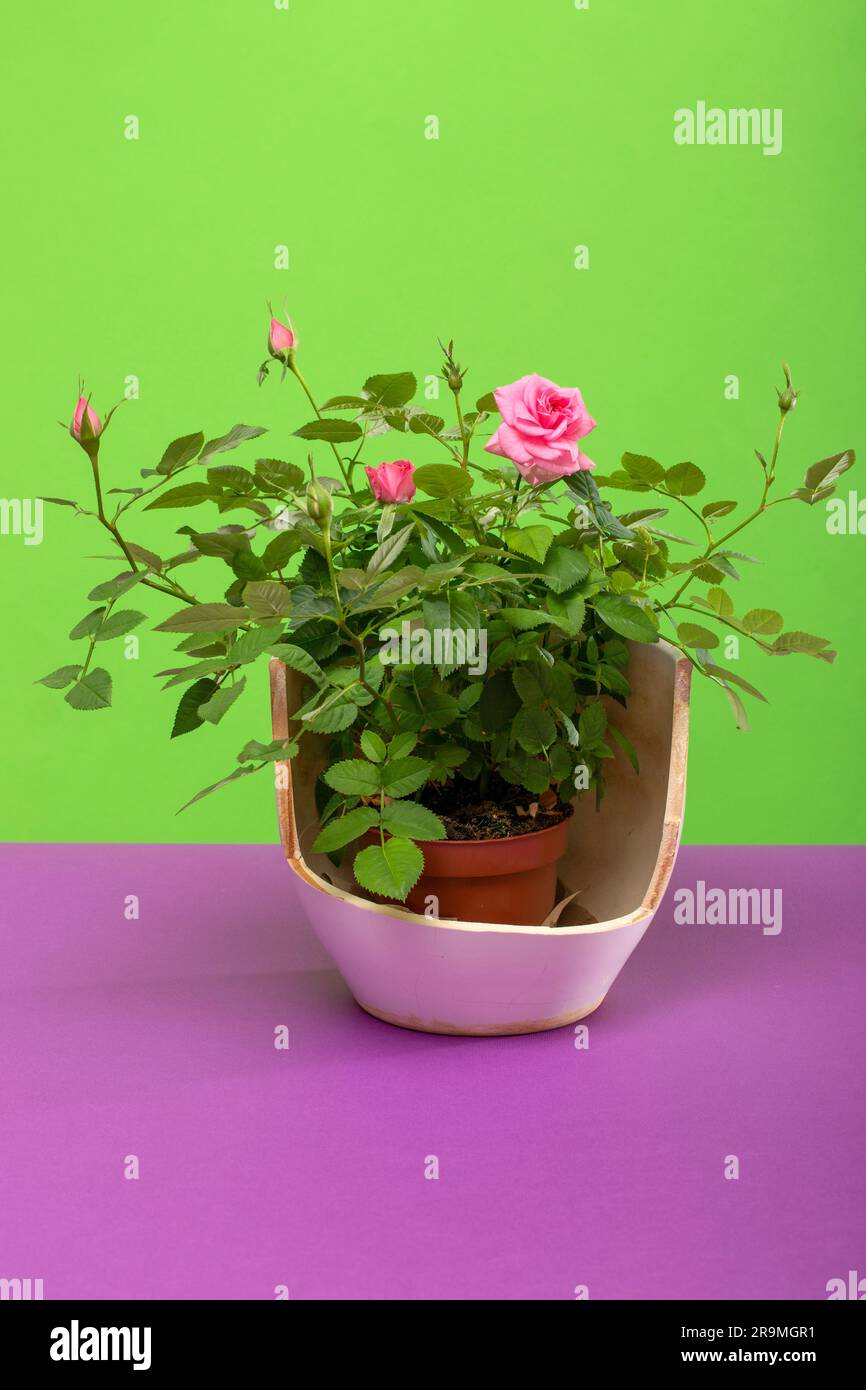 Indoor rose bush in a pot on a colored background Stock Photo - Alamy