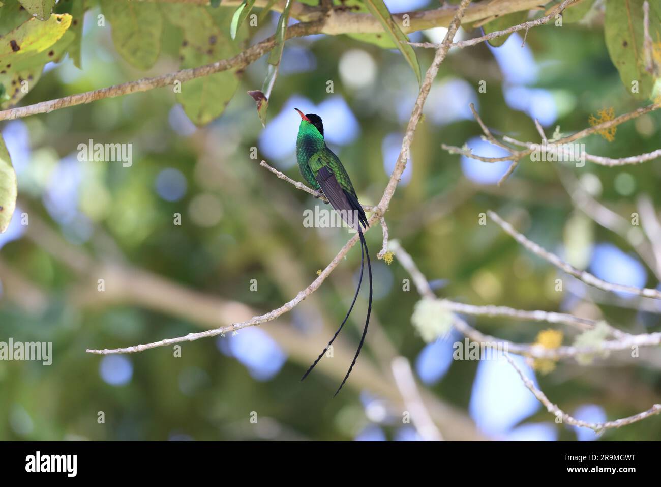 Red-billed streamertail (Trochilus polytmus) in Jamaica Stock Photo - Alamy