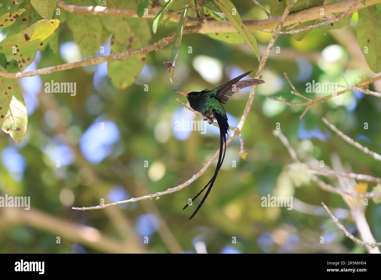 Red-billed streamertail (Trochilus polytmus) in Jamaica Stock Photo - Alamy