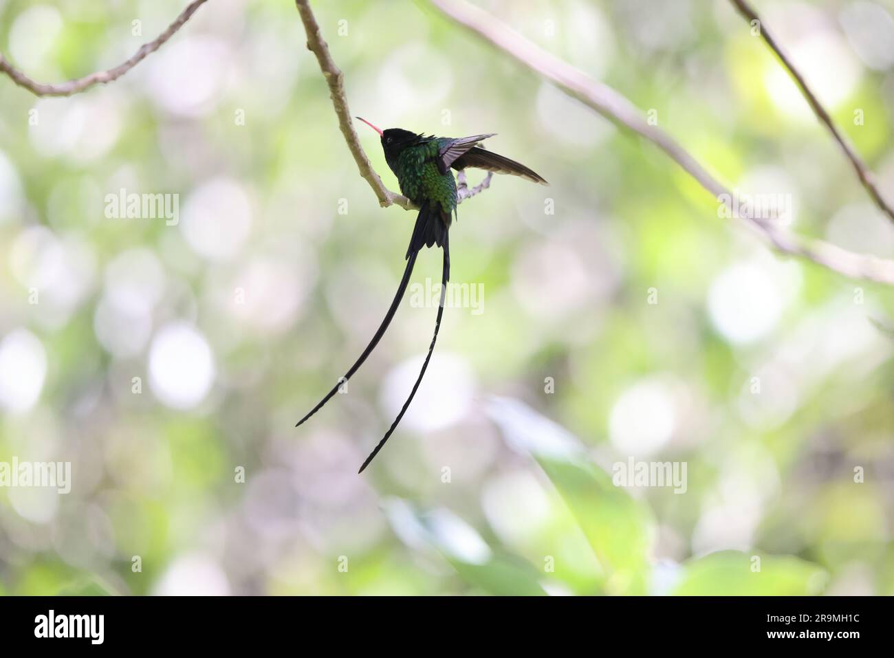 Red-billed streamertail (Trochilus polytmus) in Jamaica Stock Photo - Alamy