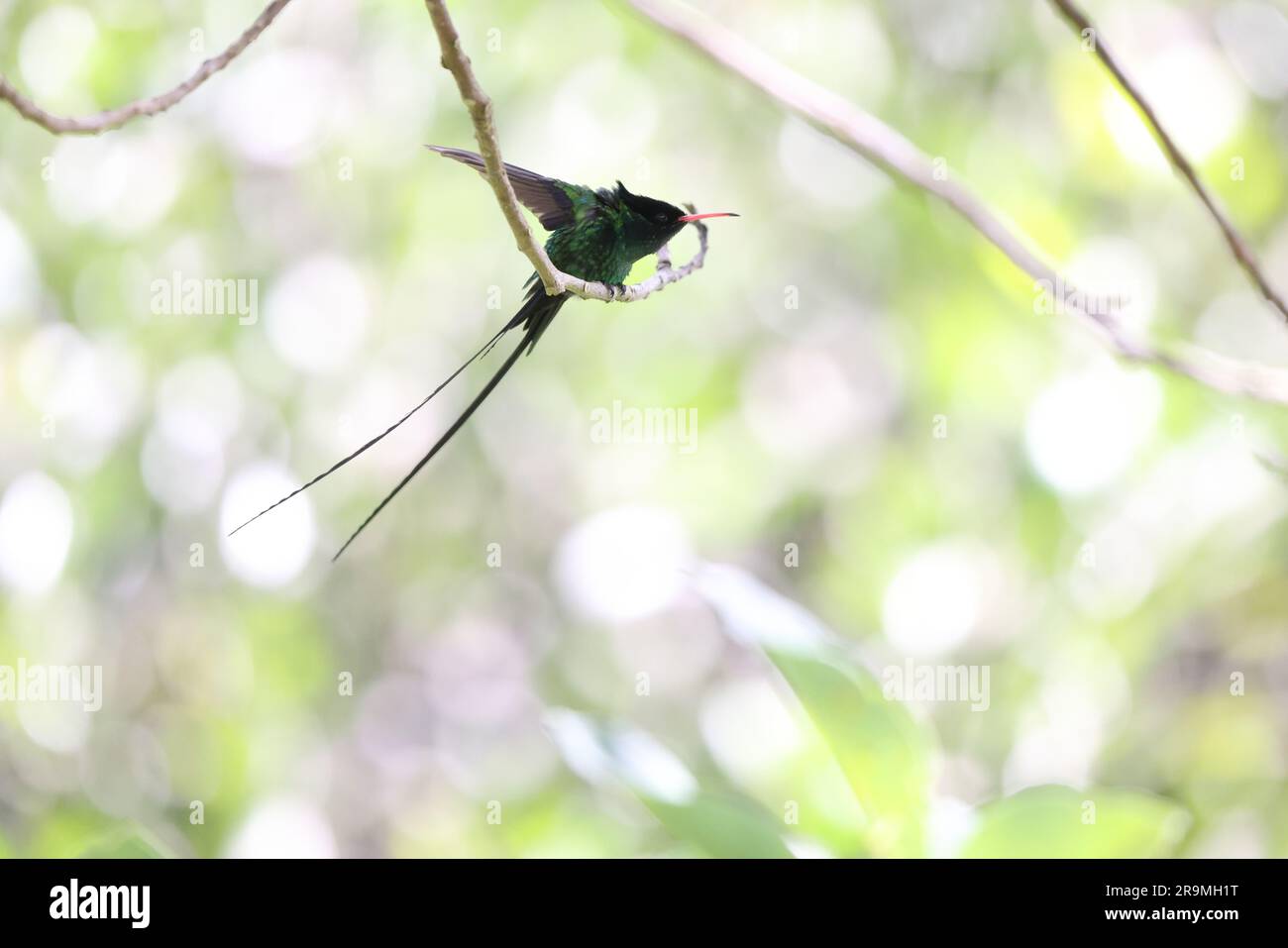Red-billed streamertail (Trochilus polytmus) in Jamaica Stock Photo - Alamy