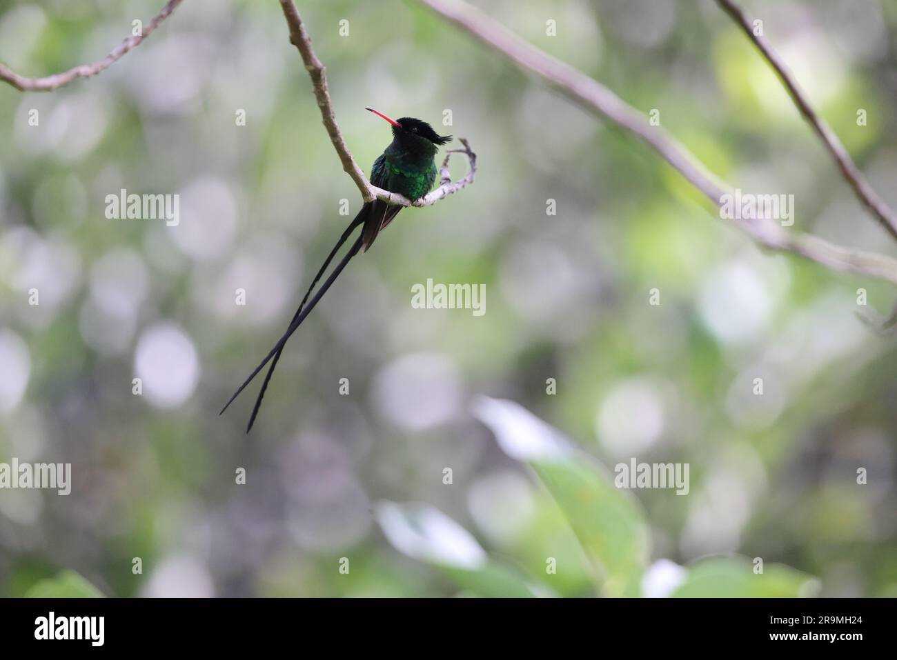 Red-billed streamertail (Trochilus polytmus) in Jamaica Stock Photo - Alamy