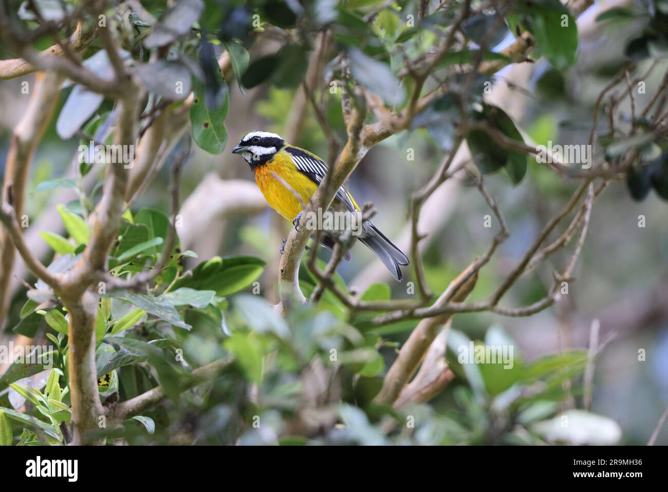Jamaican spindalis or Jamaican Stripe-headed Tanager (Spindalis ...