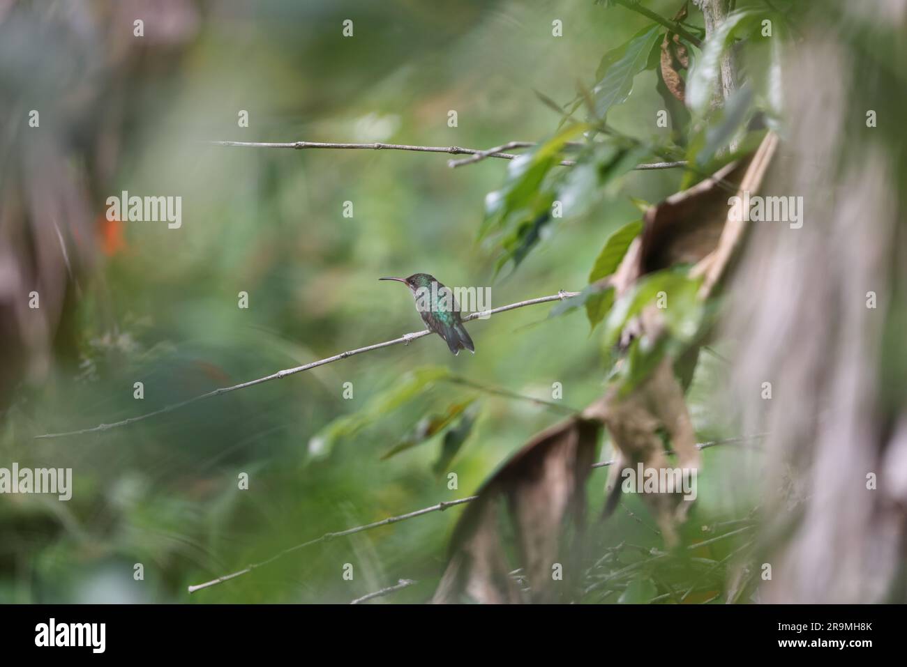 Red-billed streamertail (Trochilus polytmus) in Jamaica Stock Photo - Alamy