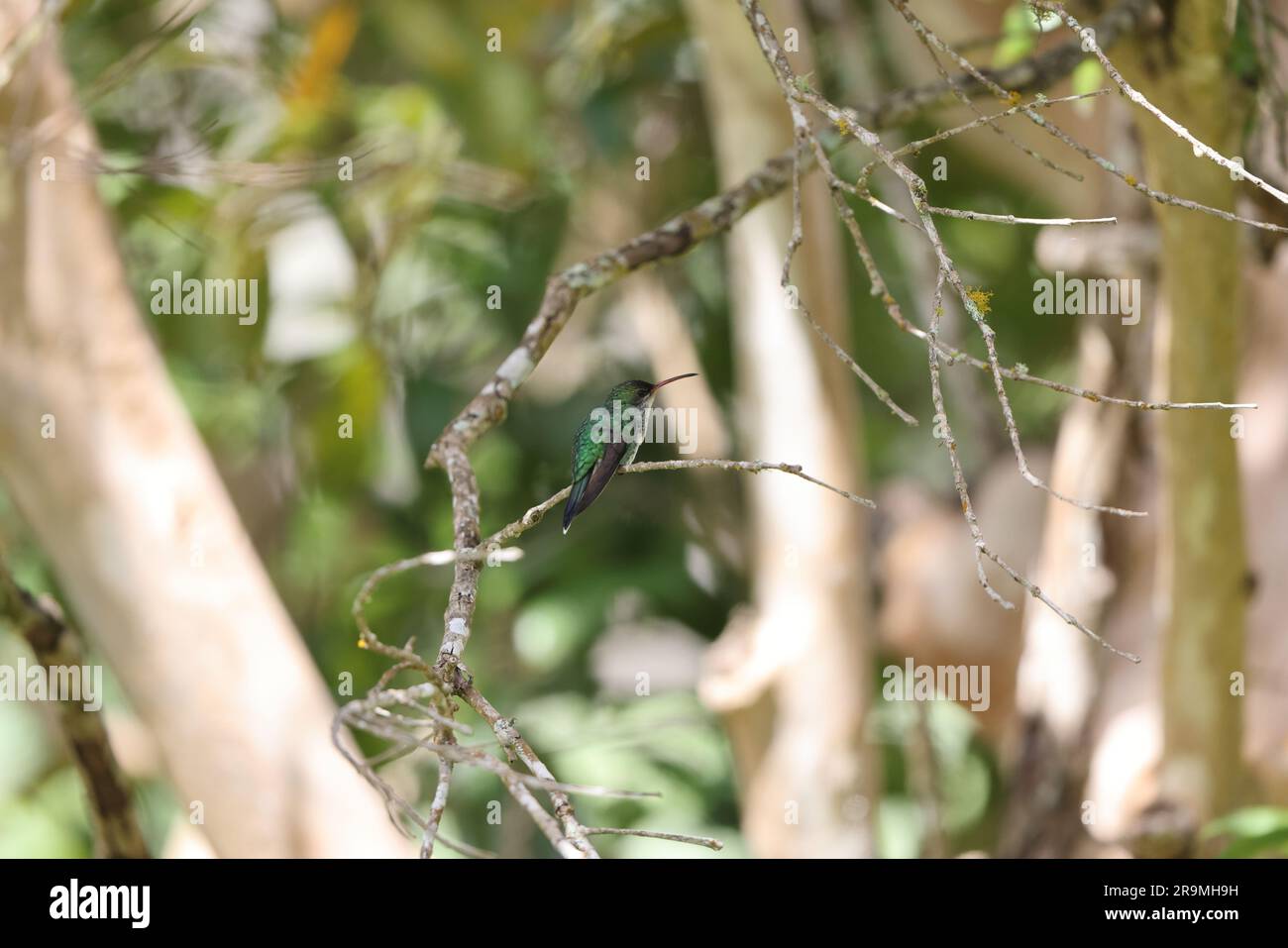Red-billed streamertail (Trochilus polytmus) in Jamaica Stock Photo - Alamy