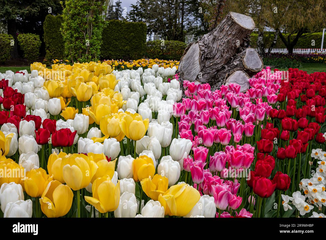 Tulip display hi-res stock photography and images - Alamy