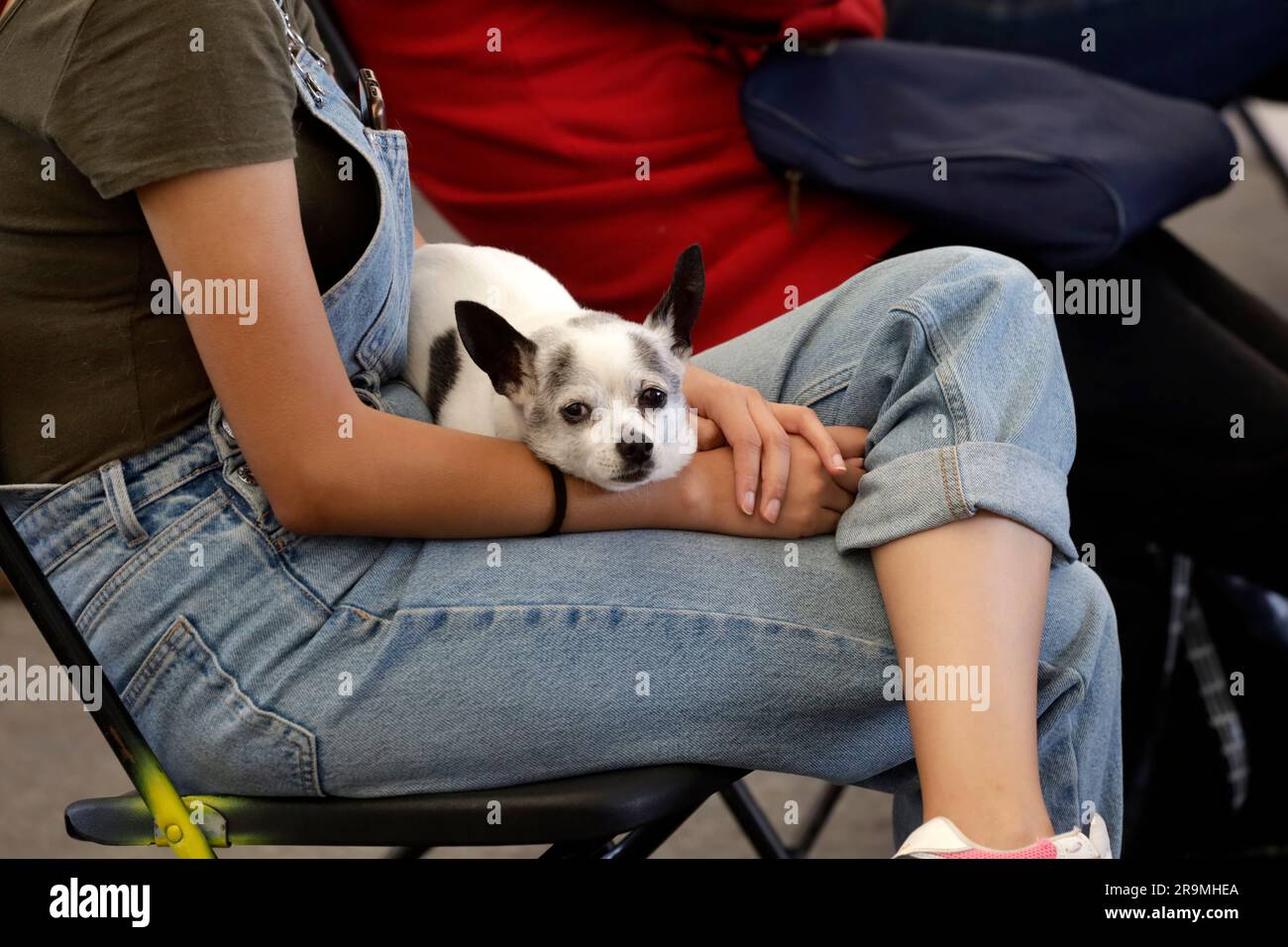 Non Exclusive: June 27, 2023, Mexico City, Mexico: Dogs wait to be ...