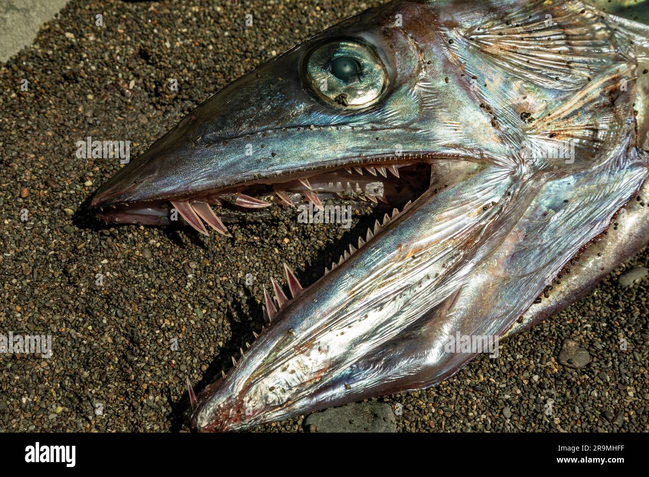 Head of a lancetfish hi-res stock photography and images - Alamy