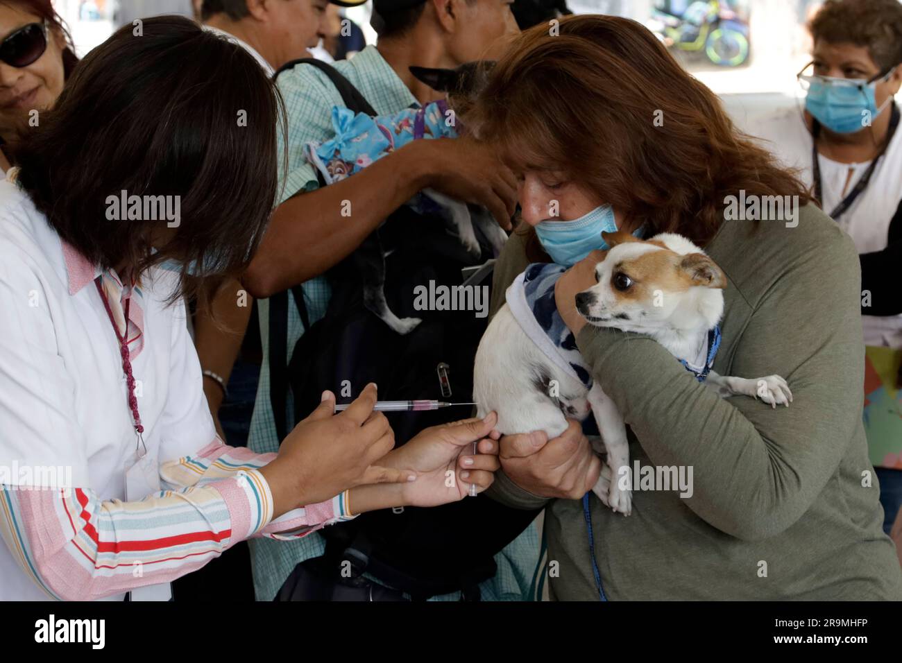 Vaccinated rabies hi-res stock photography and images - Alamy