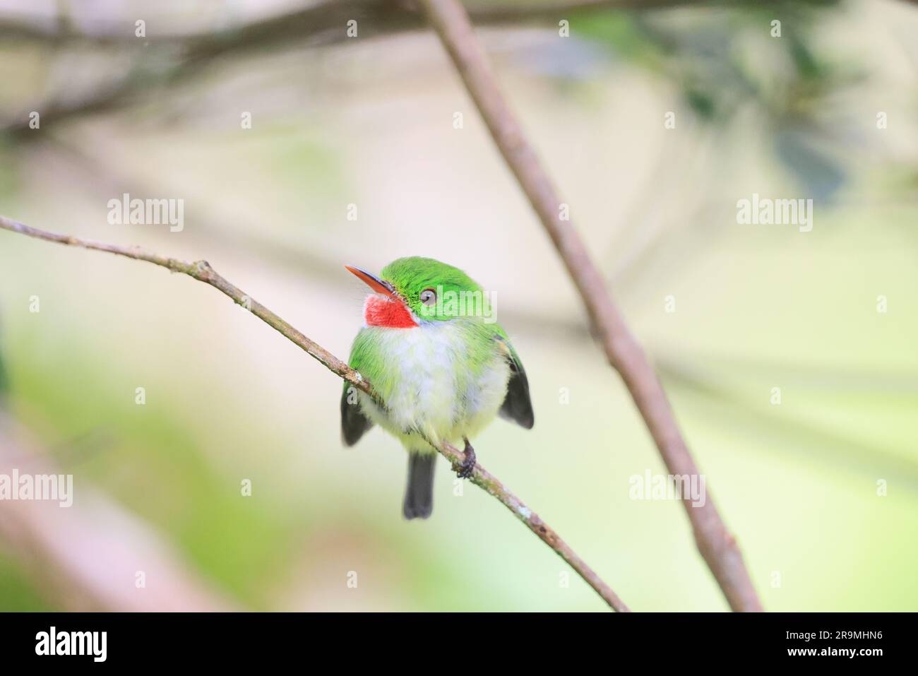 Jamaican tody (Todus todus), one of the smallest birds in the world ...