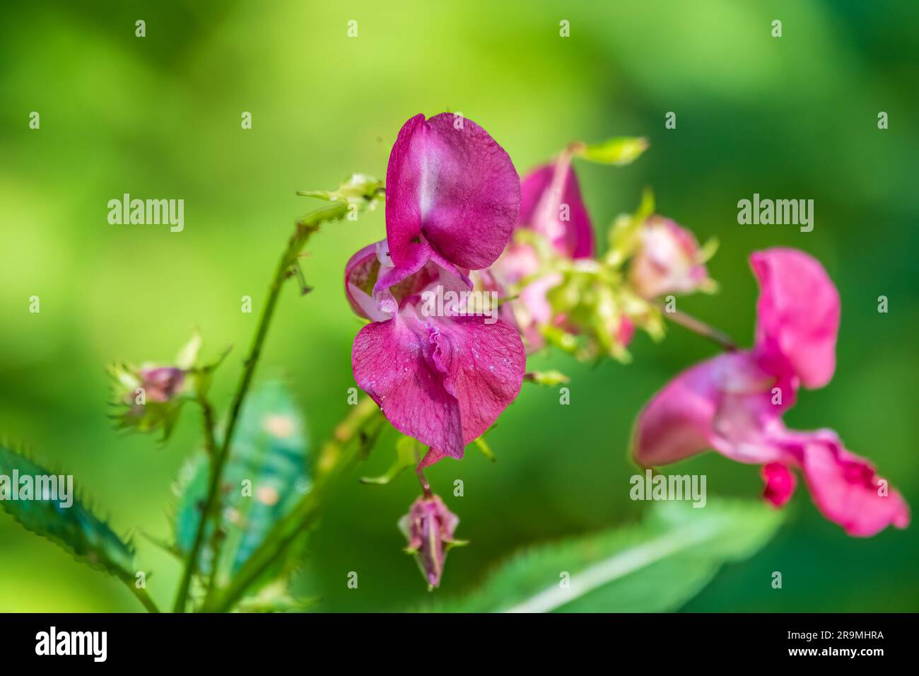 Flowers of touchy glandular close-up. Impatiens glandulifera. Impatiens ...