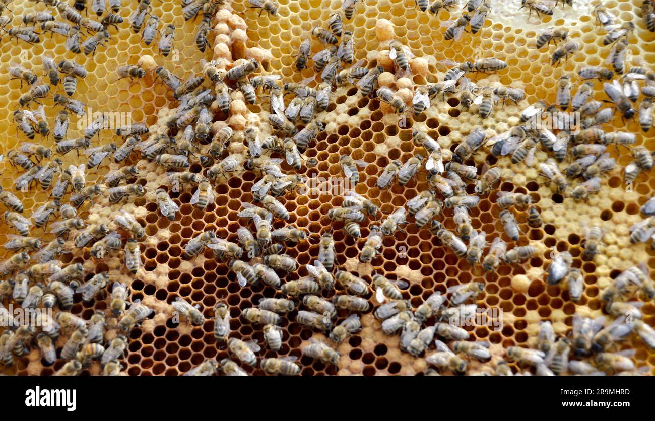 Abstract hexagon structure is honeycomb from bee hive filled with ...