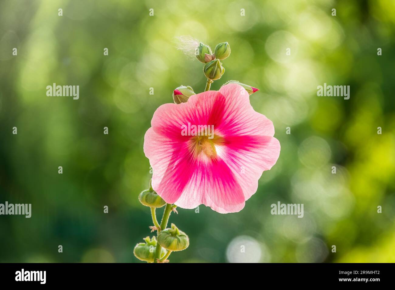 Pink flowers of Hibiscus moscheutos plant close-up. Hibiscus moscheutos ...