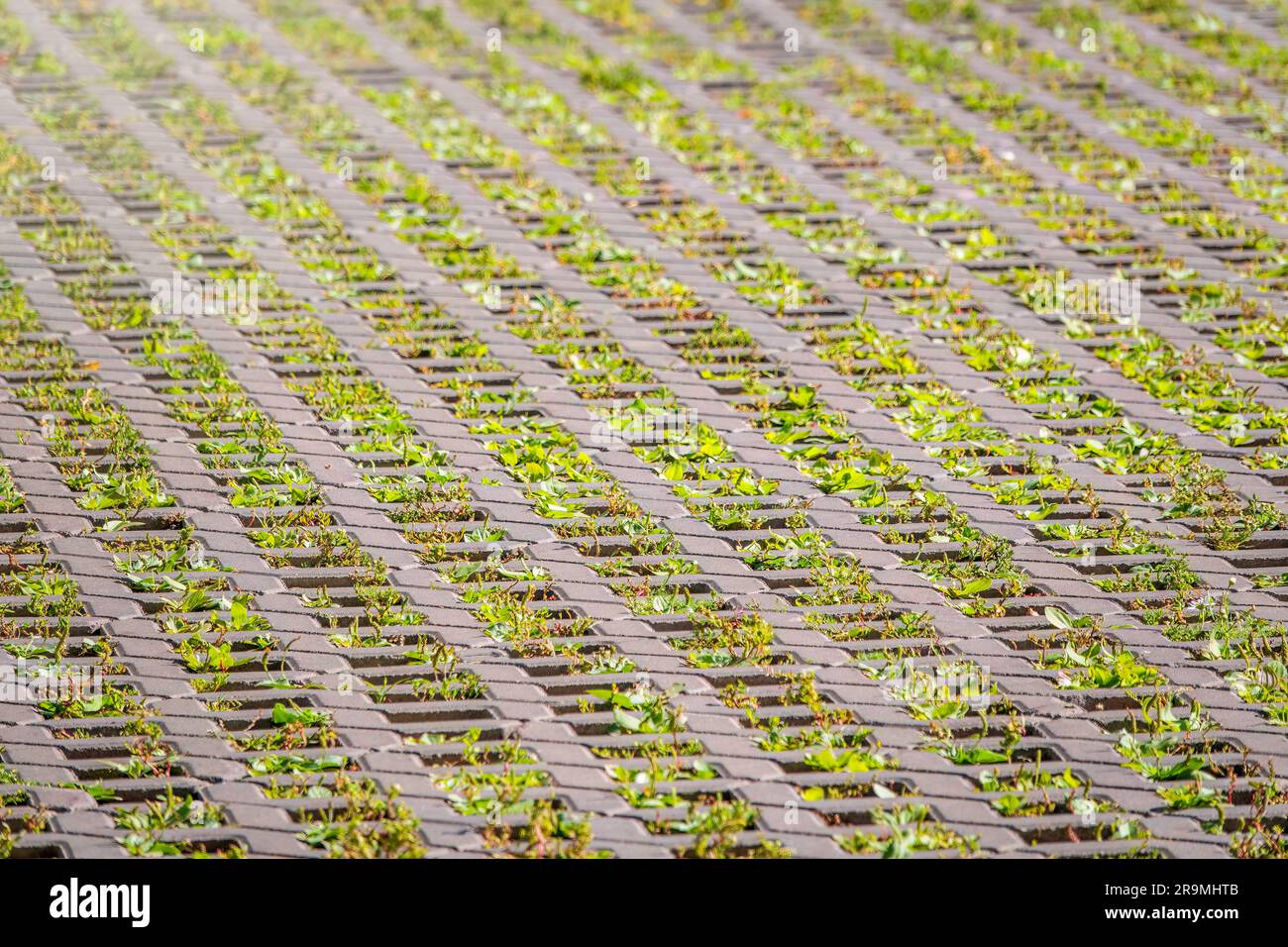 Green grass growing through the cobble stones, outdoor garden flooring ...