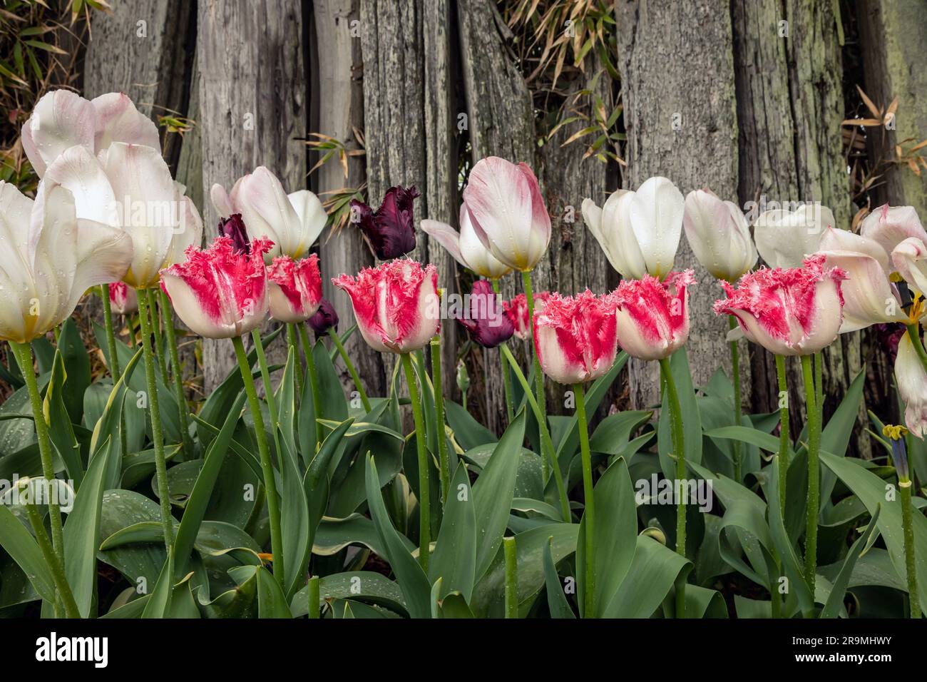 WA23431-00...WASHINGTON - Tulips growing in a display garden along a ...