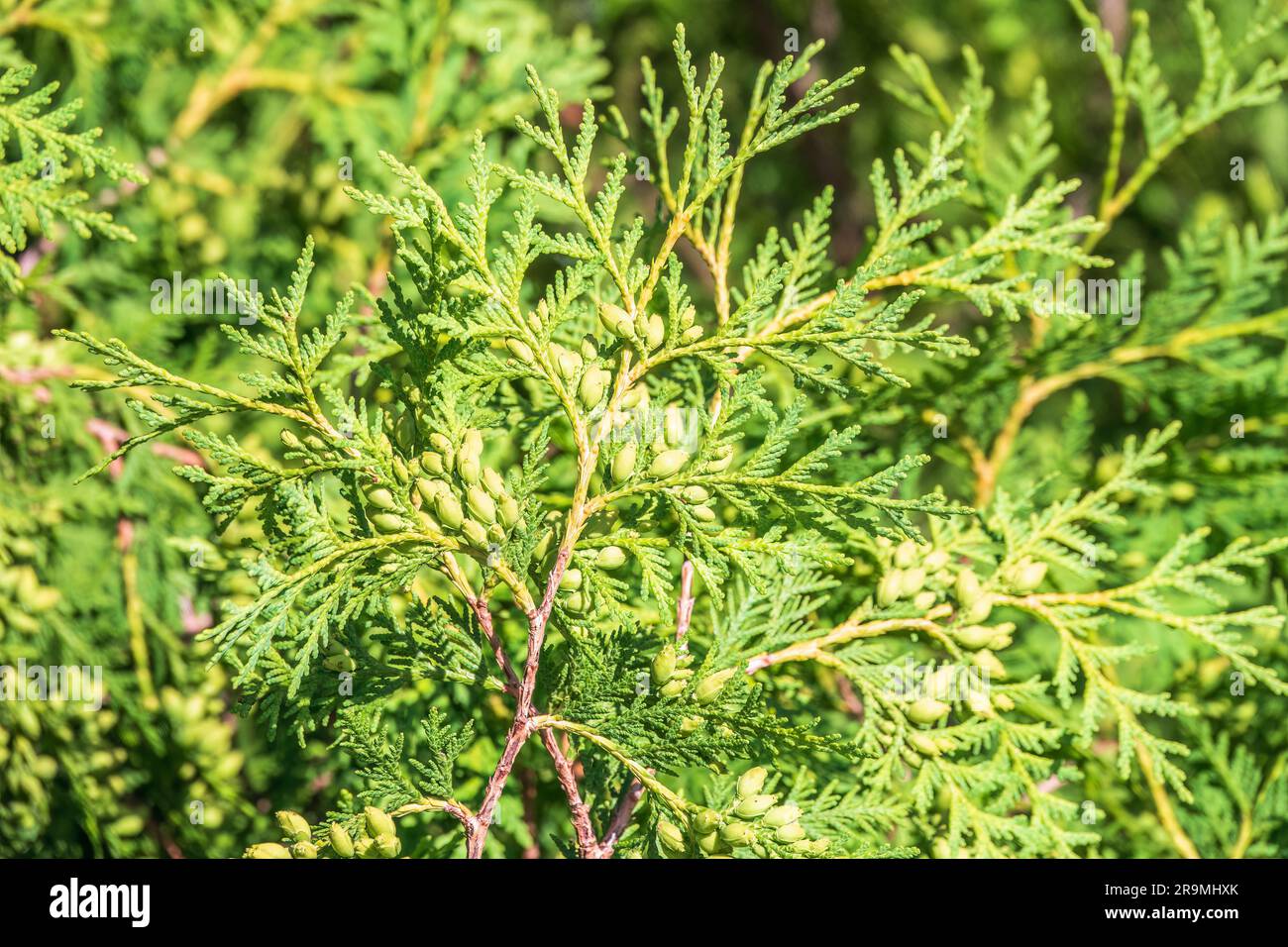 Green branches and young leaves of a thuja tree. Background image Stock ...